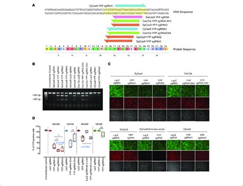 In Vitro Yfp Sgrna Validation And Selection A Yfp Targeting