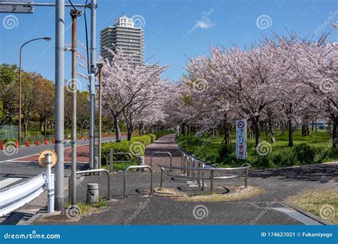 Arakawa River Cherry Blossoms In Japan Tokyo Editorial Photo Image Of