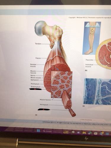 Anatomy And Physiology Lab 8 Flashcards Quizlet