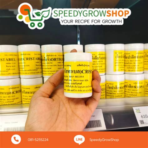 เมล็ดผักสลัด กรีนโอ๊ค เรดโอ๊ค กรีนคอส ฟิลเลซ์ 1 000เมล็ด เคลือบ Enza Shopee Thailand