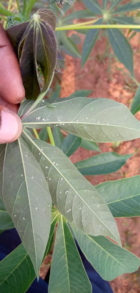 Pathma Roboflow Universe