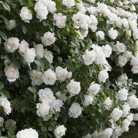 Icecap™ Landscape Shrub Rose Plant Addicts