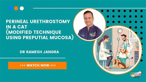 Perineal Urethrostomy In A Cat With Dr Ramesh Cessna Lifeline