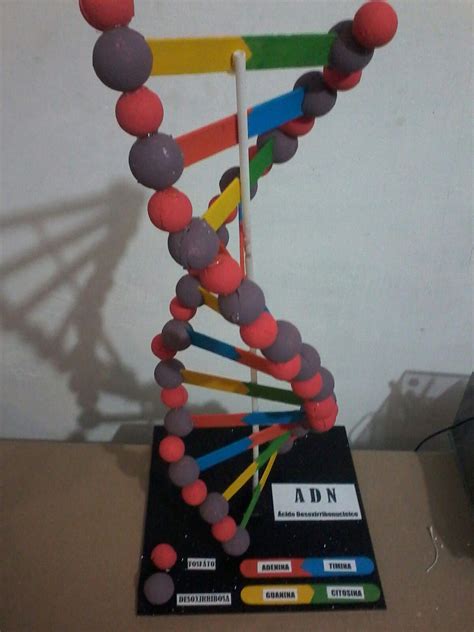 maqueta adn dna model dna project dna model project