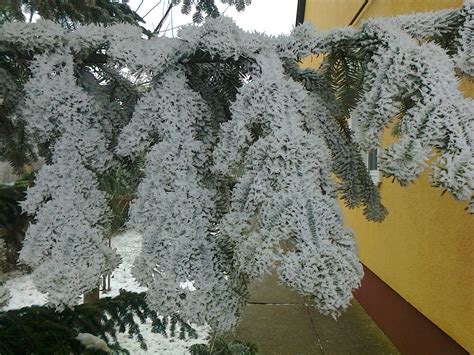 무료 이미지 감기 겨울 얼음 눈 흰 서리 상록수 우디 공원 정원 녹색 아름다운 시즌 갈색 노랑 집 화이트 전나무 소나무 가지 크리스마스