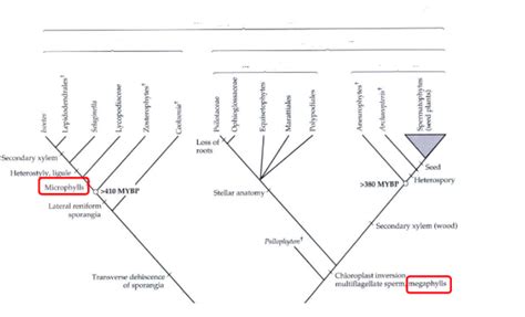 Phylogeny Questions Diagram Quizlet
