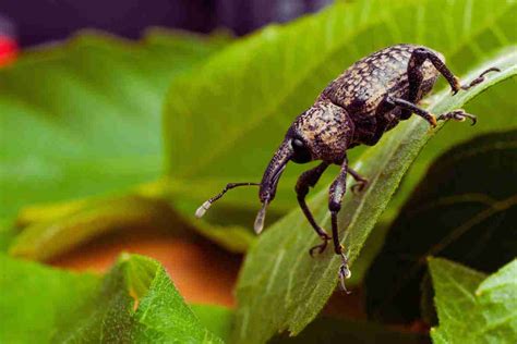 Top 8 Carpet Beetle Infestation Signs You Shouldnt Ignore