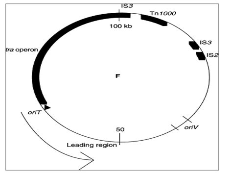 Plasmid Types Structure And Functions Pptx