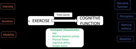 an overview of the exercise cognition relationship exercise