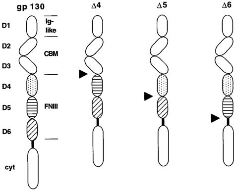 Schematic Representation Of Gp130 And The Deletion Mutants 4 5 And 6