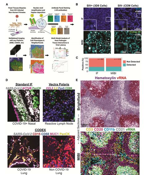 《immunity》：akoya空间单细胞蛋白组技术解析艾滋病免疫失调机制 知乎
