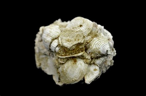 A Behind The Scenes Look At Our Roe Calcarenite Fossil Collection Western Australian Museum