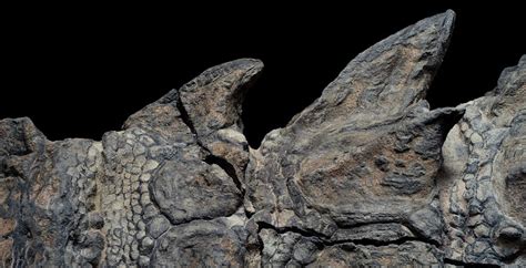 ‘dinosaur Mummy Emerges From The Oil Sands Of Alberta