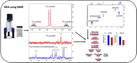 Nmr Based Metabolic Flux Analysis Creative Proteomics Mfa