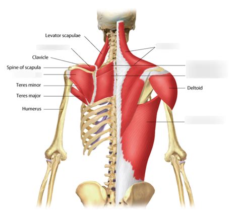 Shoulder Muscle Anatomy Posterior View