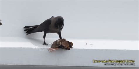 Crow Steals Prey From Sleeping Peregrine Falcon In Yishun Tears Apart