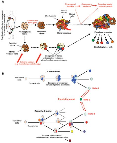 Tumor Models And Tissue Heterogeneity A From A Pre Neoplastic Lesion Download Scientific