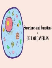 Understanding Cell Organelles Structure Function And Course Hero