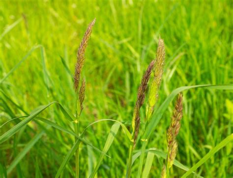 Gramigna Il Segreto Per Un Prato Sempre Perfetto E Senza Erbacce
