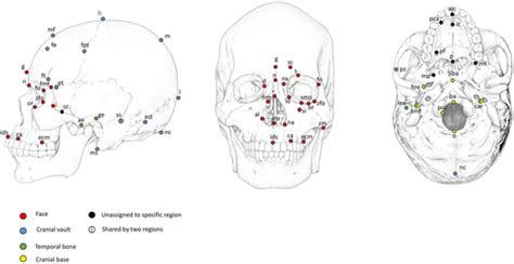 Sexual Differences In Human Cranial Morphology Is One Sex More Variable Or One Region More