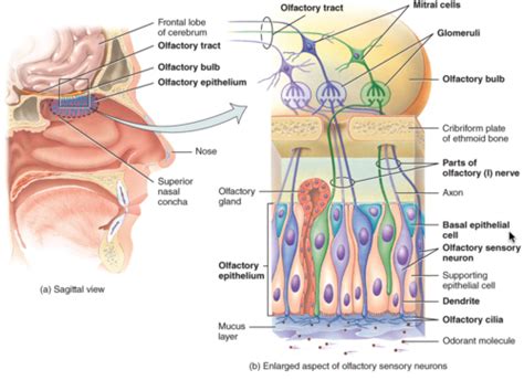 Chp 17 Gustation And Olfaction Flashcards Quizlet