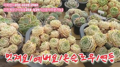 특집온슬로우대박세일예뿐다육이구경오세요 이화랜드010 3339 2461 Youtube