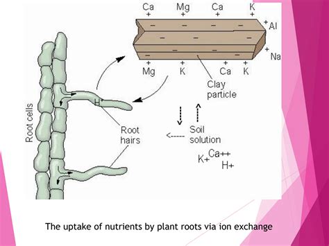SOLUTION: Chapter 7 1 soil colloid and ion exchange - Studypool
