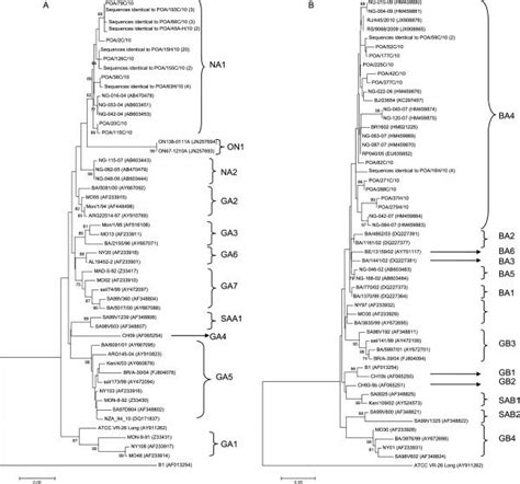 Phylogenetic Trees For Rsv A A And Rsv B B Nucleotide Sequences
