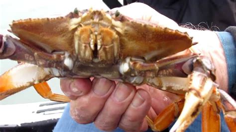 How To Sex A Crab Listen Carefully Prince Rupert Youtube