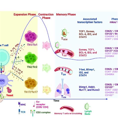 Differentiation And Generation Of Memory T Cell Subsets Following