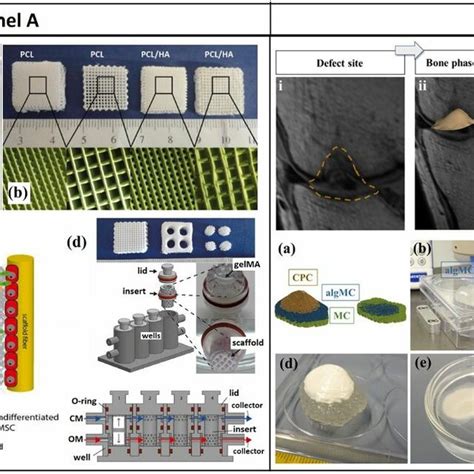 Panel A Pcl Based 3d Printed Bone Scaffold Along With Gelma Layers As Download Scientific