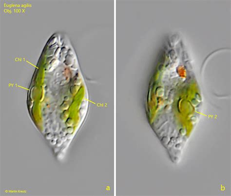 Euglena Agilis Real Micro Life Euglena Agilis Real Micro Life