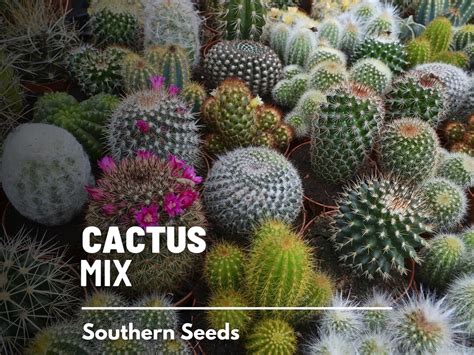Cactus Mix 30 Seeds Heirloom Cacti Succulents Drought Tolerant