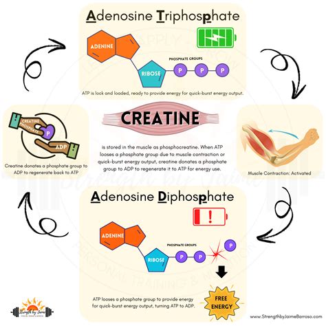 Creatine For Women Should You Take It — Strength By Jaime Barroso