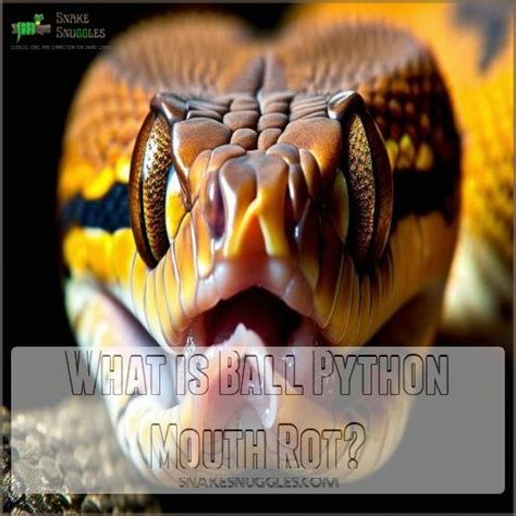 Ball Python Mouth Rot Signs Causes Treat Prevent