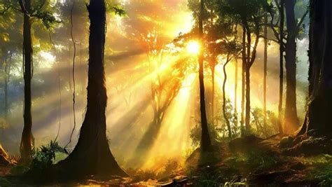 Sunlight Through Trees Images Browse 2 338 Stock Photos Vectors And Video Adobe Stock