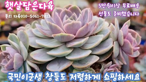 햇살담은다육국민이군생들 착한가격에만나보세요 5만원이상 무료배송 3만원부터 택배가능 선물도 드립니다 ♡아드레델슈♡프리마