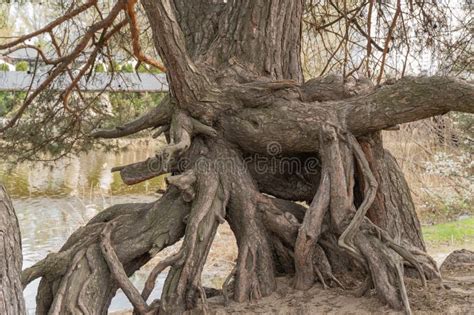 Many Twisted Roots Of Old Tree Large Trunk Of Fantasy Plant Growth In Nature Stock Photo