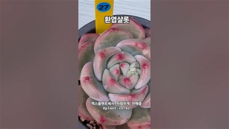 환엽샬롯 다육이 다육식물 다육 Succulent 多肉植物 다육싸게파는곳 엑스플랜트 수담의다육 Youtube