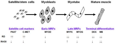 Myogenic Differentiation Download Scientific Diagram