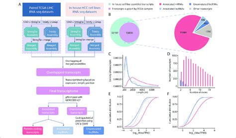 Overview Of The Transcriptome Assembly And Lncrna Annotation Process