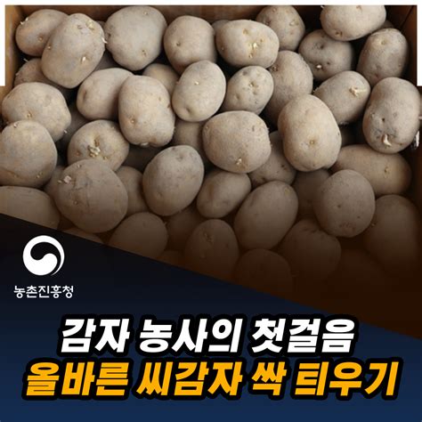 대한민국 농촌진흥청 봄 감자 파종 시기가 다가오죠 🥔 올바른 씨감자 관리와 싹 틔우는 방법을