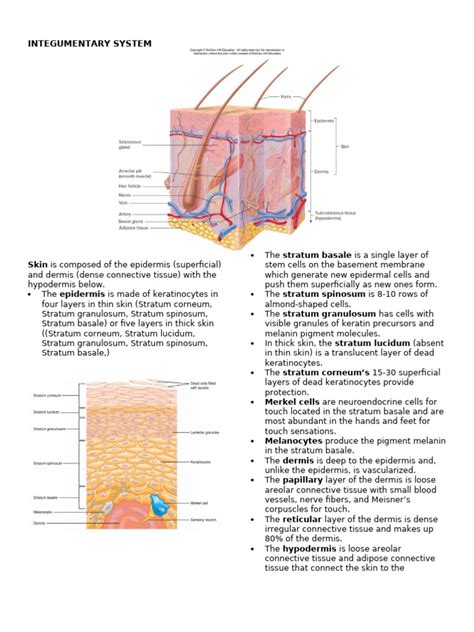Integ Nervous Reviewer Pdf Skin Integumentary System