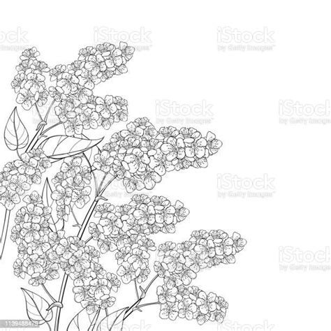 흰색 배경에 고립 된 검은 꽃 봉 오리와 화려한 잎과 개요 꽃 프루 누스 Padus 또는 새 체리 꽃 무리와 벡터 코너 분기 0