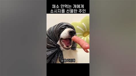 내가 바본줄 아나본데 눈 가린채 소시지를 마주한 댕댕이 반응 Youtube