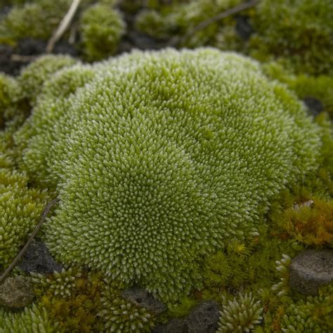 Moss For Walls Sun Moss Slurry Growing Substrate Blend Of Bryum Sun