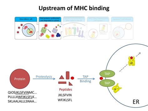 PPT The Dynamics Of MHC Class I Antigen Presentation PowerPoint Presentation ID 3739928
