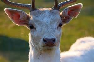 Genetic Mutation A Dangerous Distinction For Deer Farm And Dairy