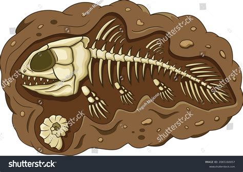 Coelacanth Bones Over 5 Royalty Free Licensable Stock Vectors And Vector