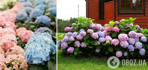 Як обрізати та підживлювати гортензії навесні правила Oboz Ua